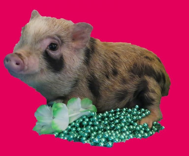 Julianateacuppig_white_background - Teacup Pigs