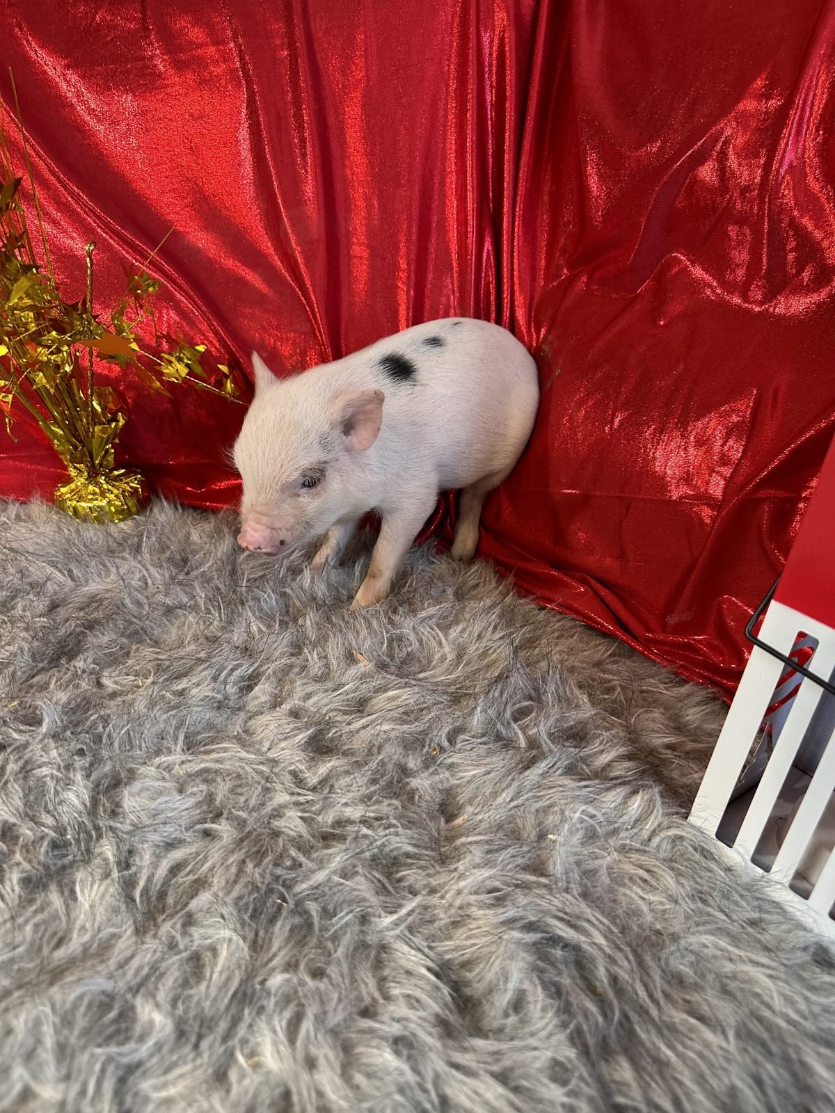 Teacup Pig For Sale New York at Patricia Henderson blog