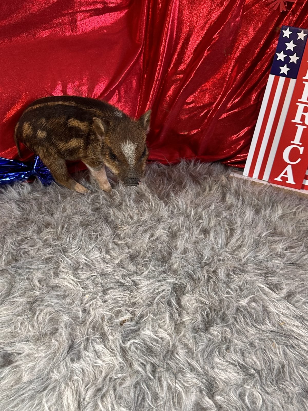 Teacup pigs for sale – Teacup Pigs