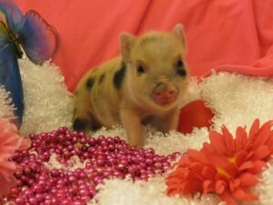 Teacup pigs in Utah- World's smallest teacup pigs - Teacup Pigs