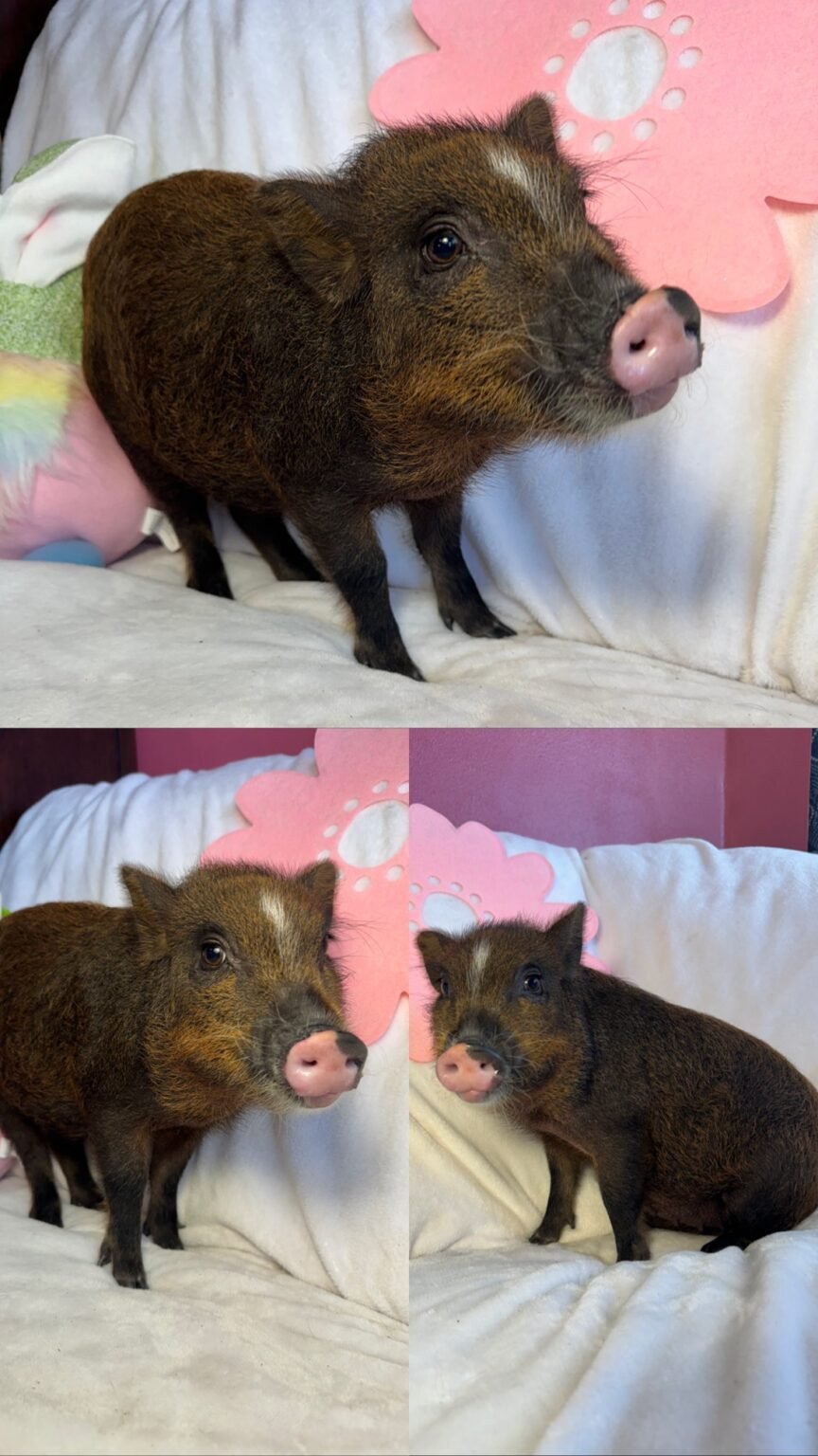 Teacup pigs for sale | Smallest teacup piglets in the World!