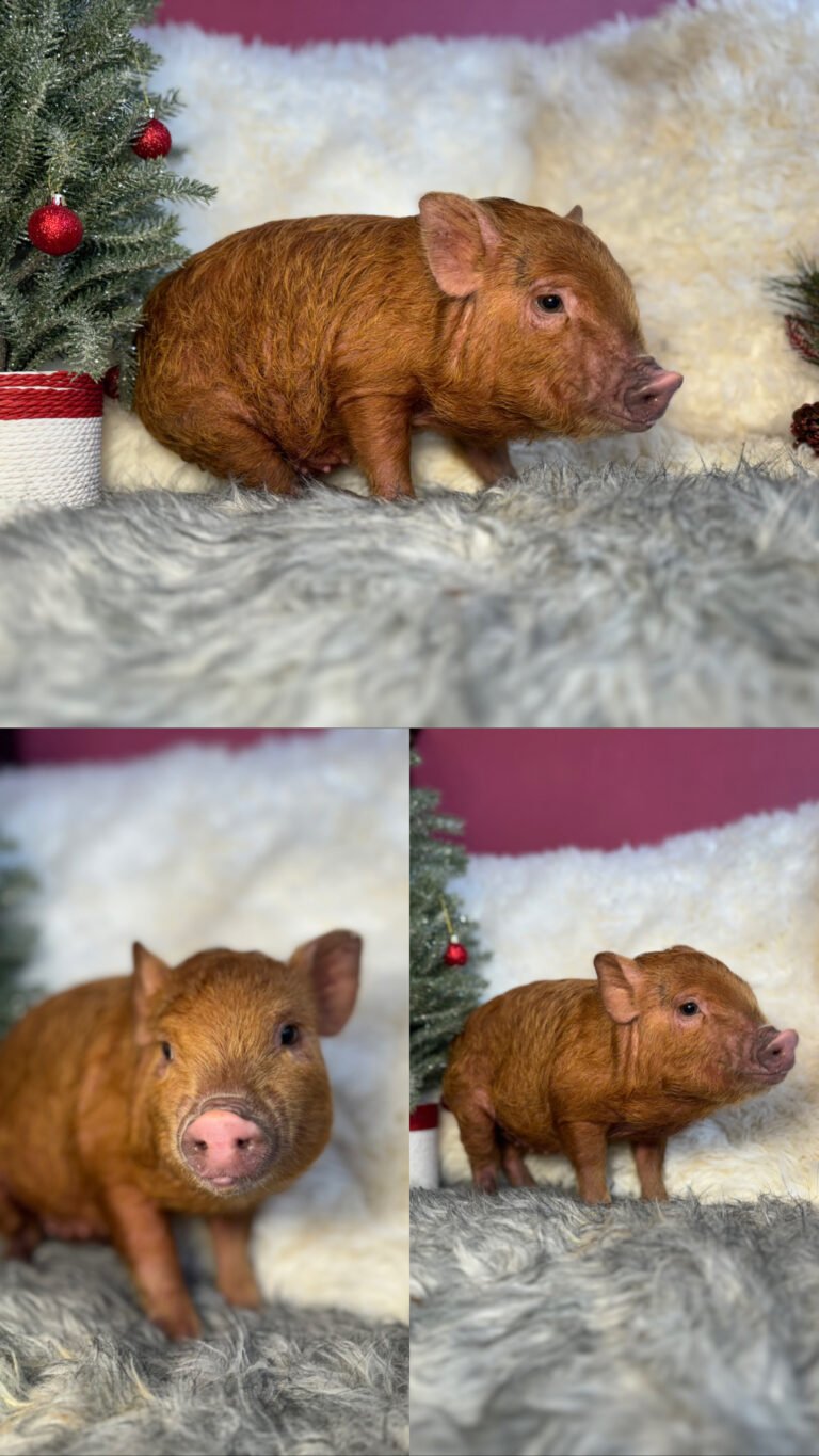 Teacup pigs for sale | Smallest teacup piglets in the World!