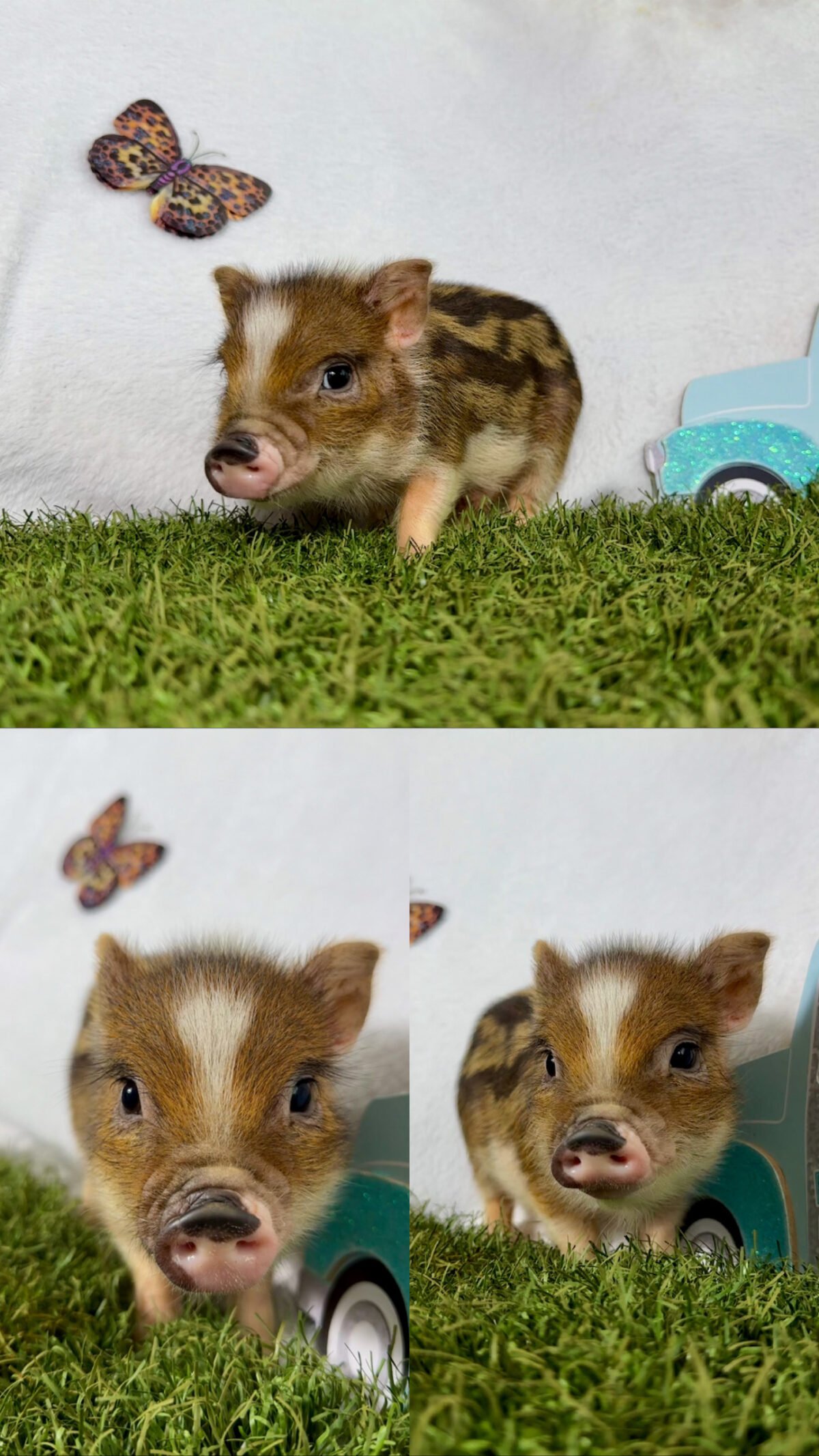 Teacup pigs for sale | Smallest teacup piglets in the World!