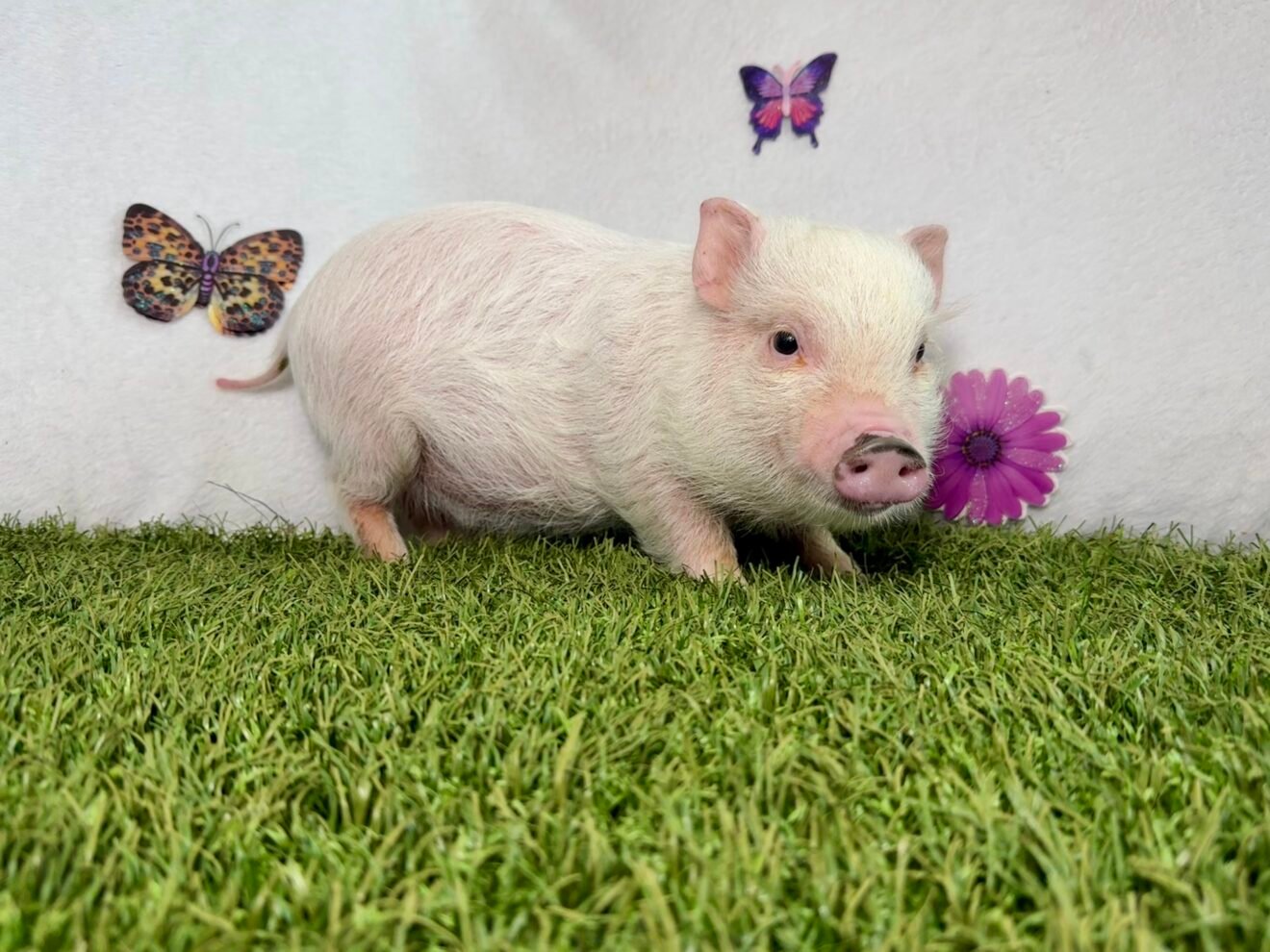 Teacup pigs for sale | Smallest teacup piglets in the World!
