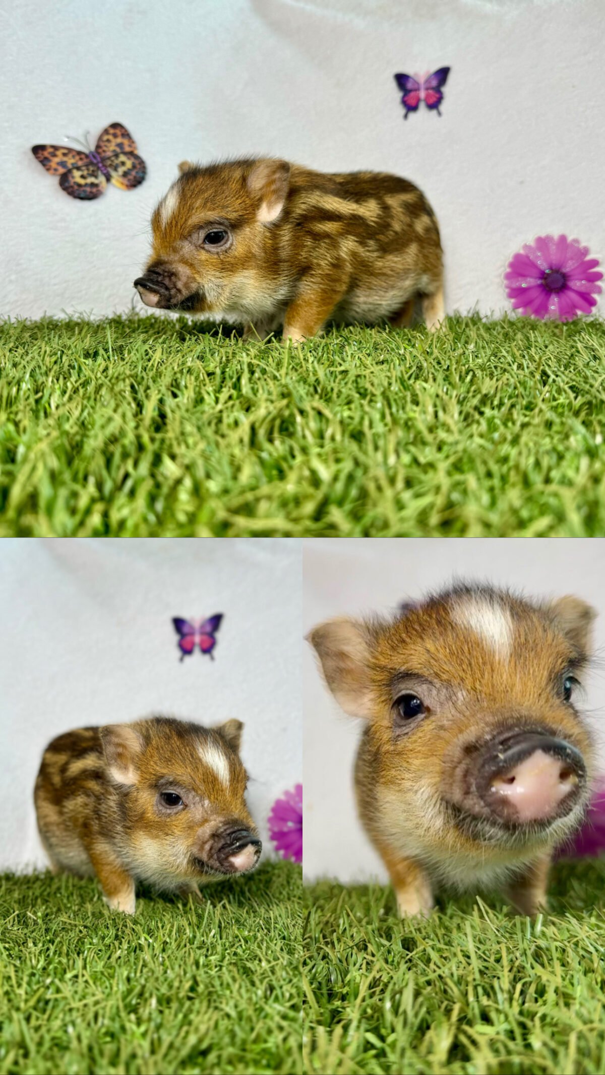 Teacup pigs for sale | Smallest teacup piglets in the World!