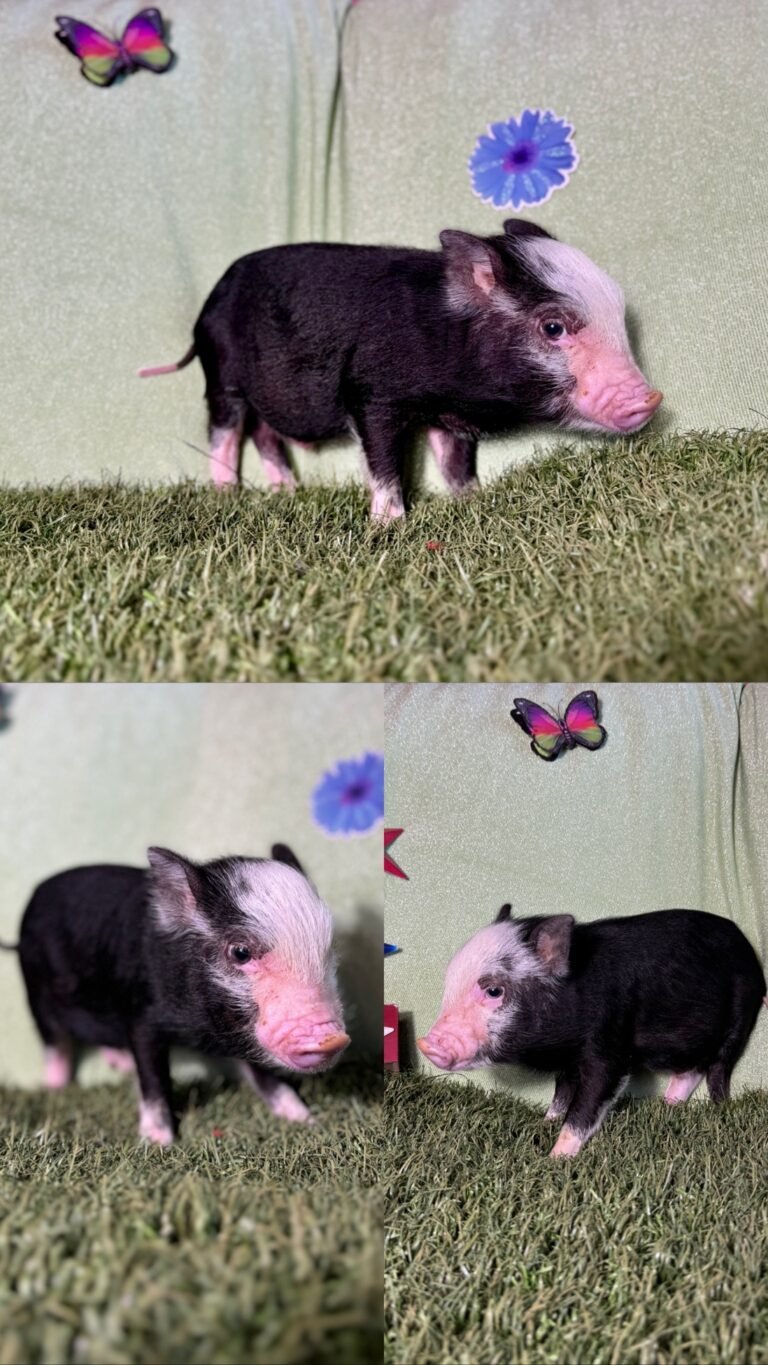 Teacup pigs for sale | Smallest teacup piglets in the World!
