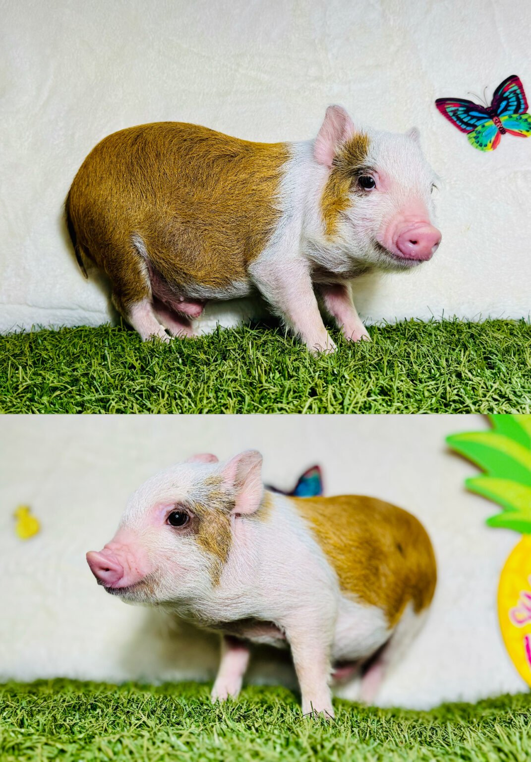 Teacup pigs for sale | Smallest teacup piglets in the World!