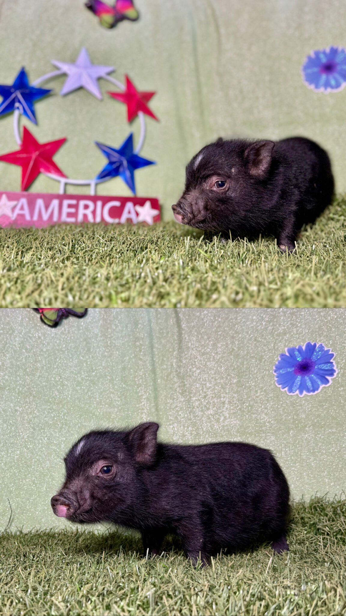 Teacup pigs for sale | Smallest teacup piglets in the World!