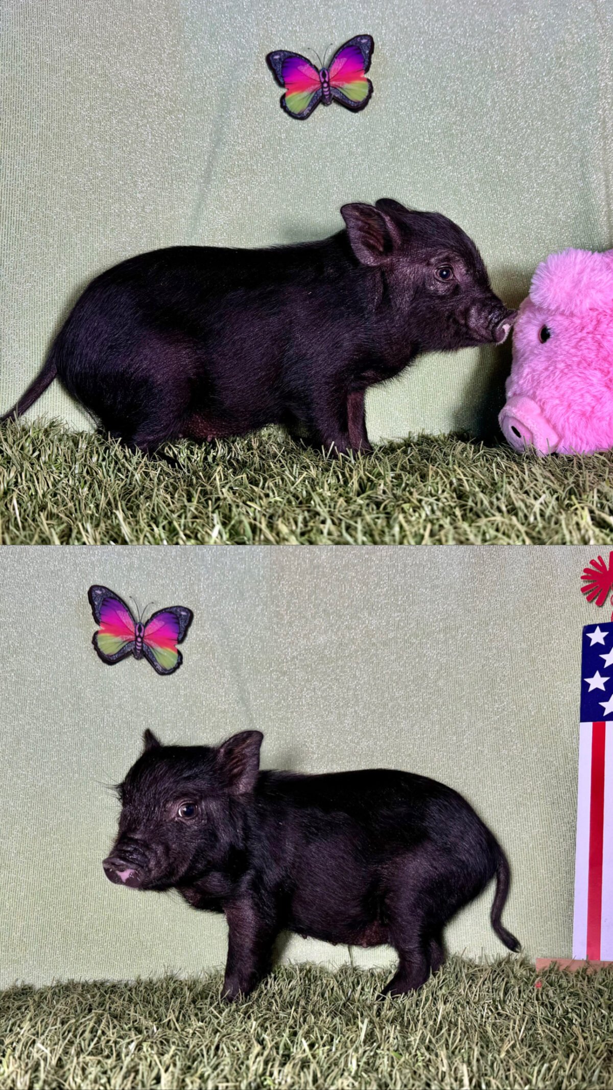 Teacup pigs for sale | Smallest teacup piglets in the World!