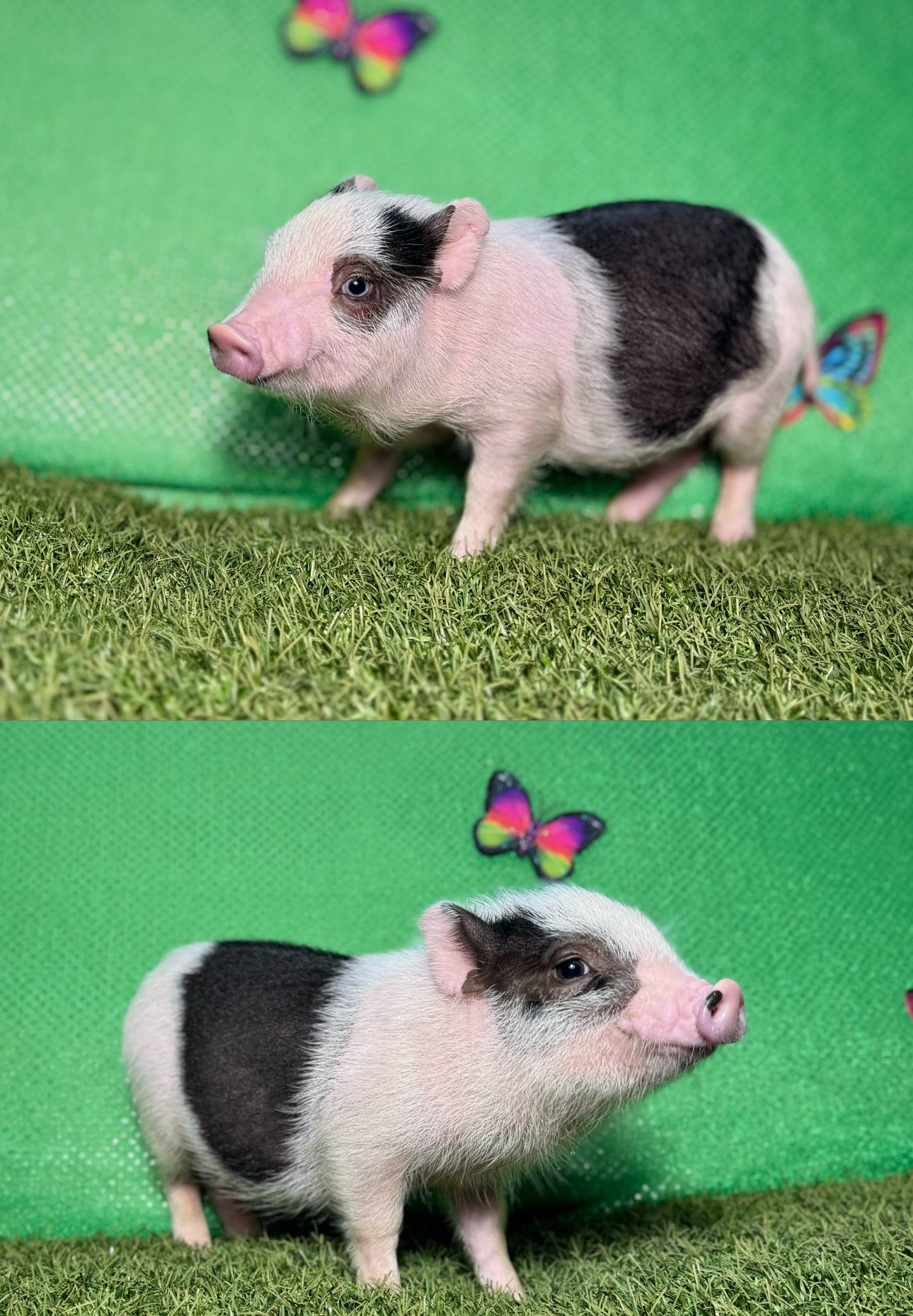 Teacup pigs for sale | Smallest teacup piglets in the World!