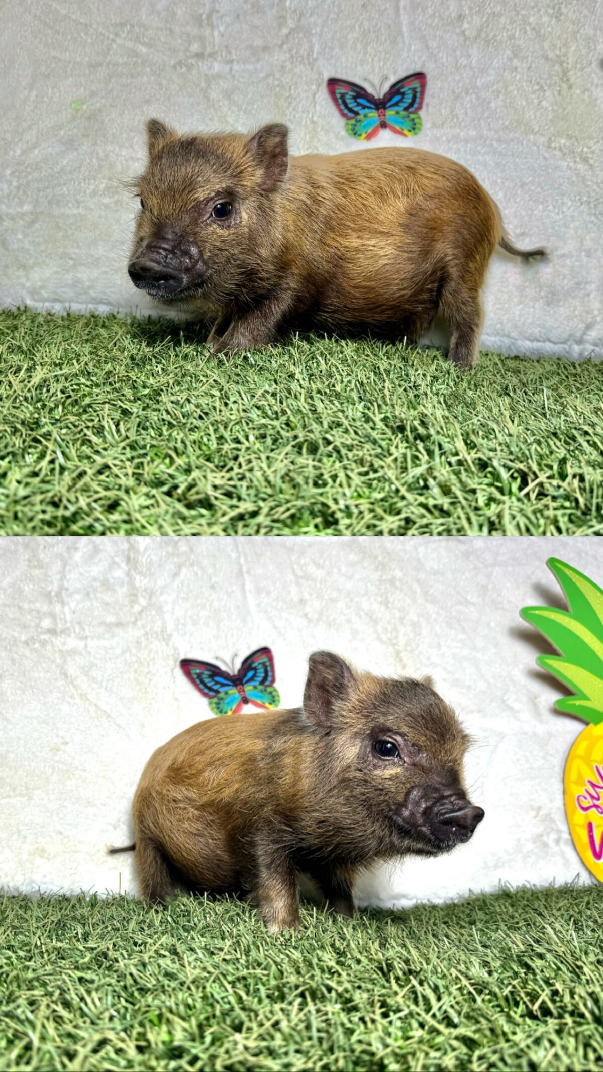 Teacup pigs for sale | Smallest teacup piglets in the World!
