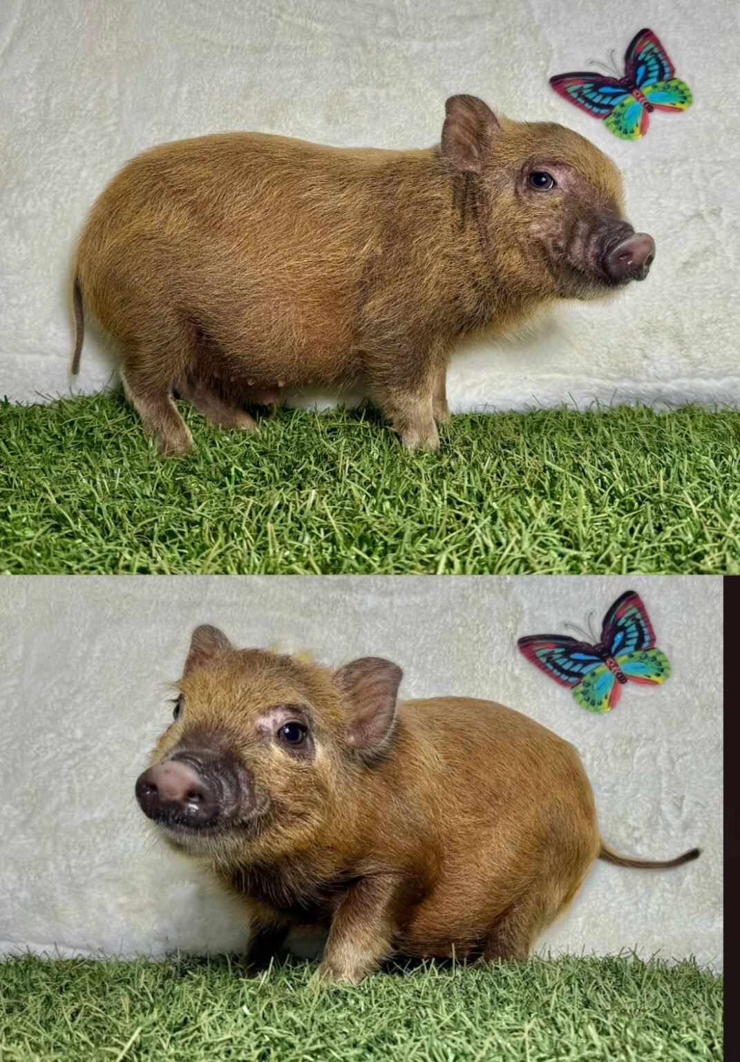Teacup pigs for sale | Smallest teacup piglets in the World!
