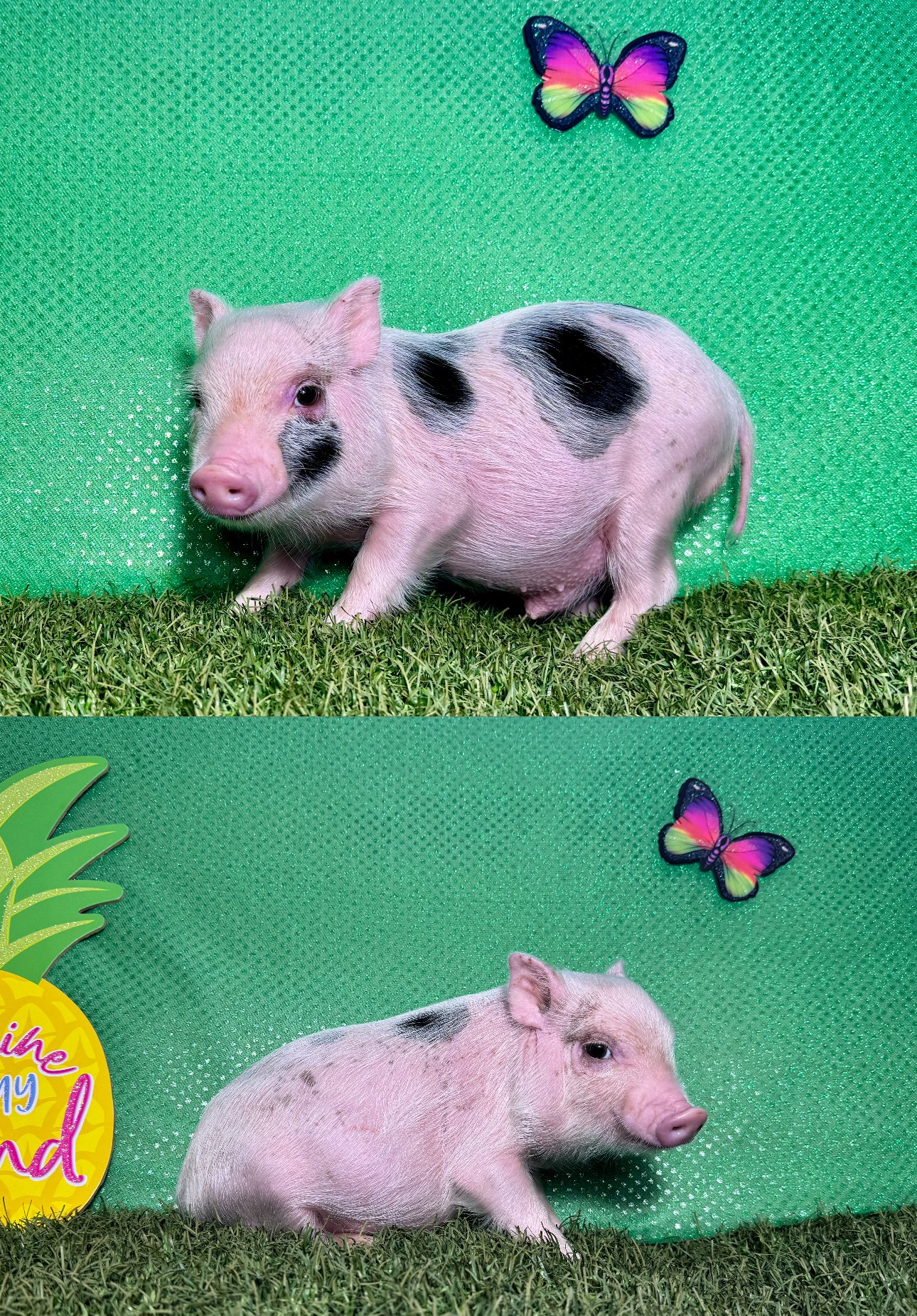 Teacup pigs for sale | Smallest teacup piglets in the World!