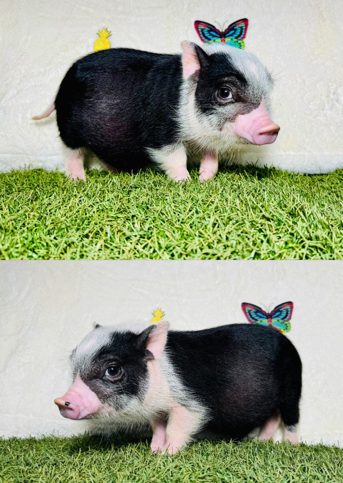 Teacup pigs for sale | Smallest teacup piglets in the World!