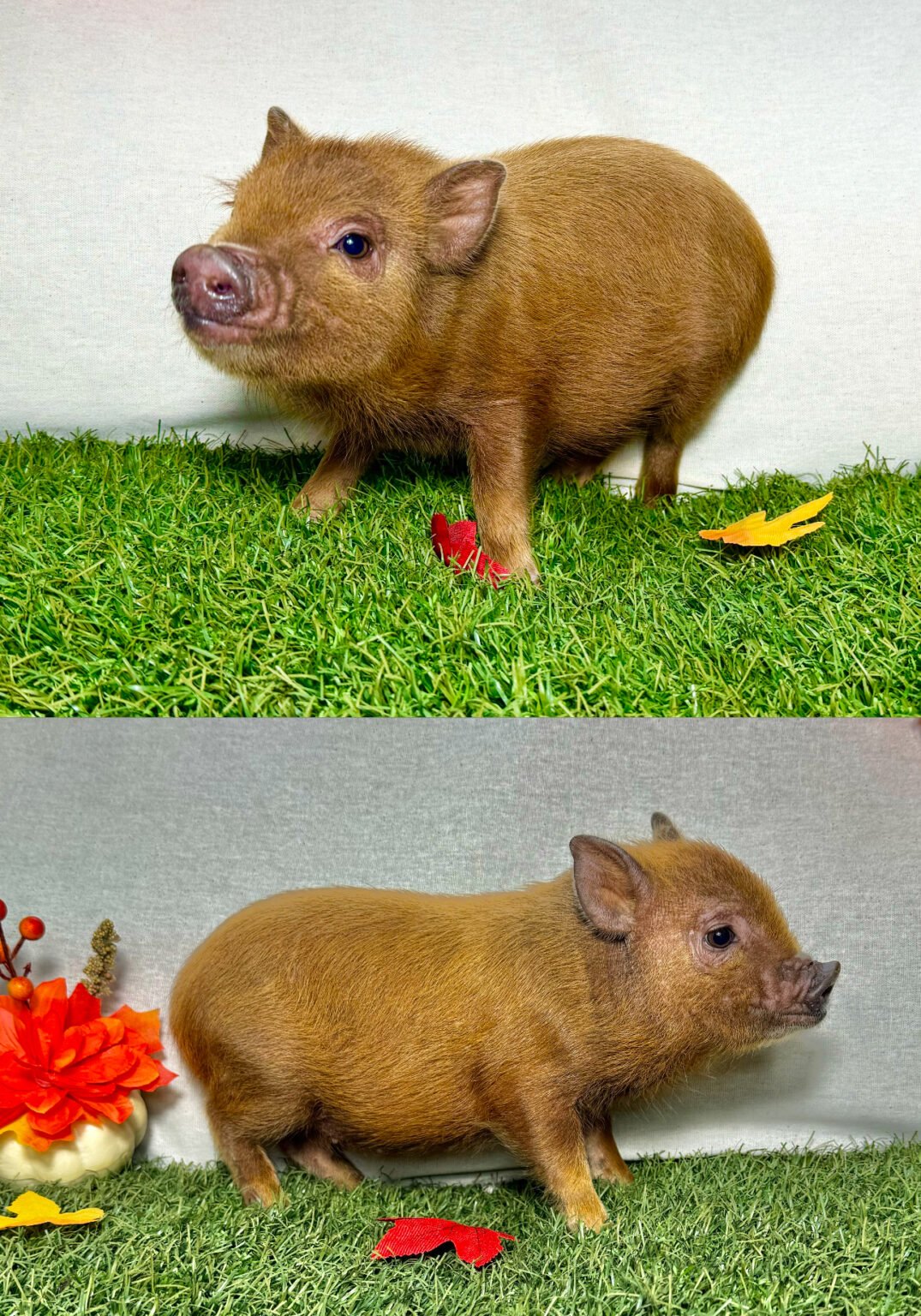 Teacup pigs for sale | Smallest teacup piglets in the World!