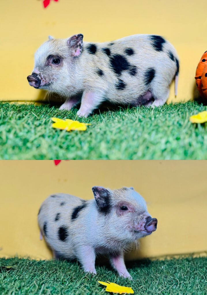 Teacup pigs for sale | Smallest teacup piglets in the World!