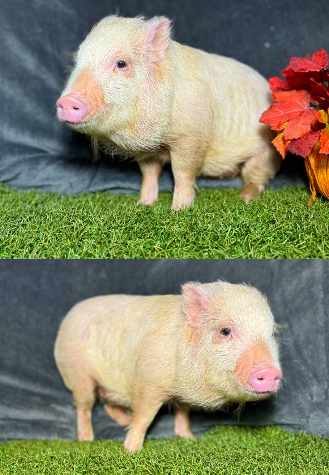 Teacup pigs for sale | Smallest teacup piglets in the World!