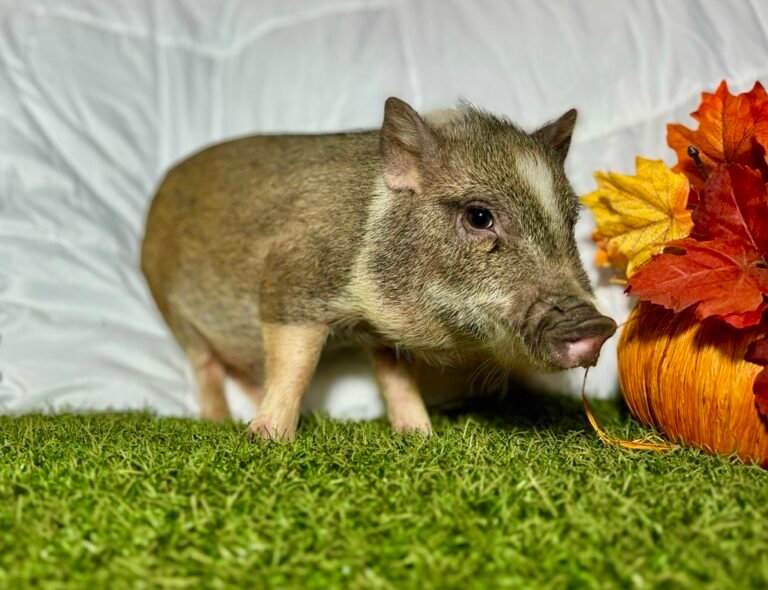 Teacup pigs for sale | Smallest teacup piglets in the World!