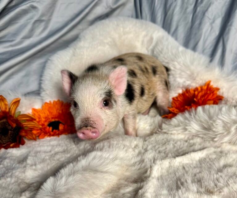 Teacup pigs for sale | Smallest teacup piglets in the World!