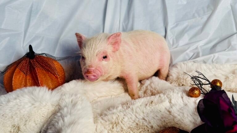 Betty- Super micro female Minipig - Teacup Pigs